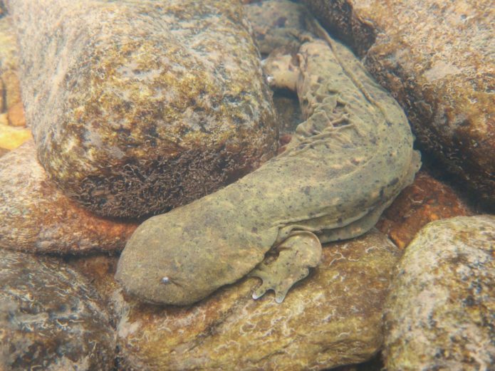 Eastern Hellbender: Prehistoric, Giant Salamanders of the Watauga River